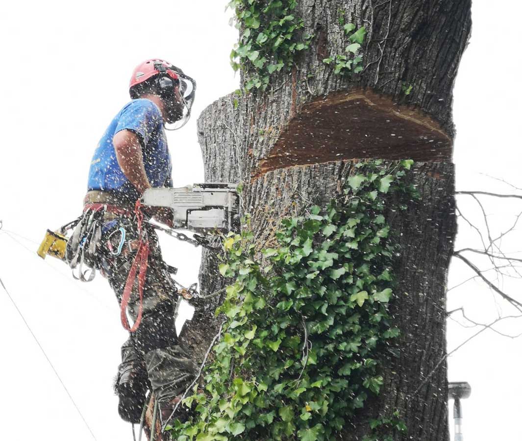 Matt Bayles Professional Tree Care